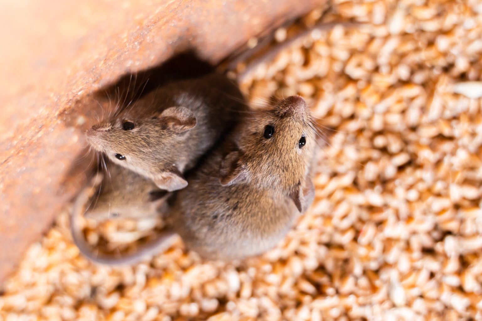 How to Get Rid of Mice in NZ | Rodent Control Tips | AlphaPest